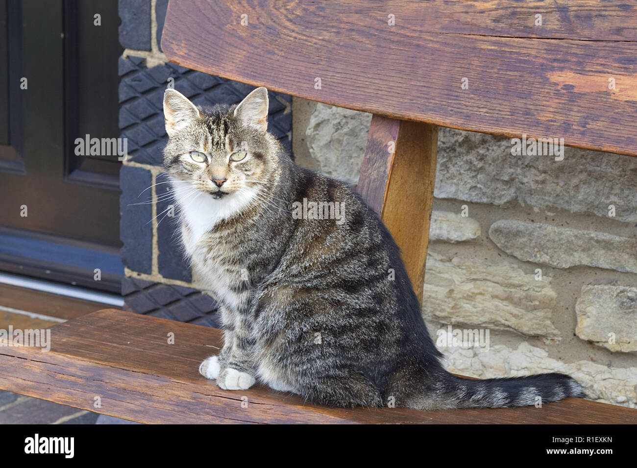Black cat sitting on bench hi-res stock photography and images - Alamy