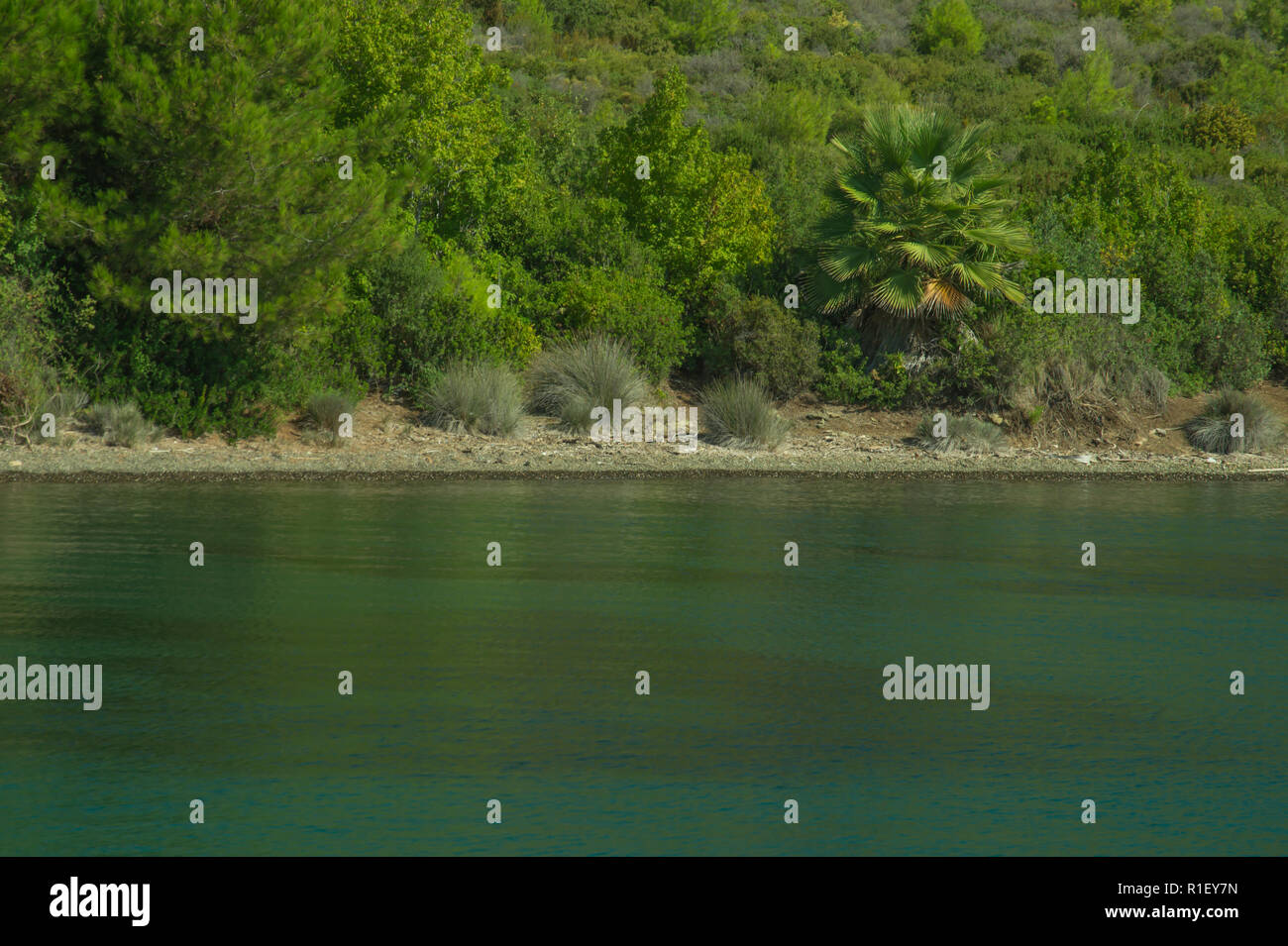 Coastline with the green forest background Stock Photo - Alamy