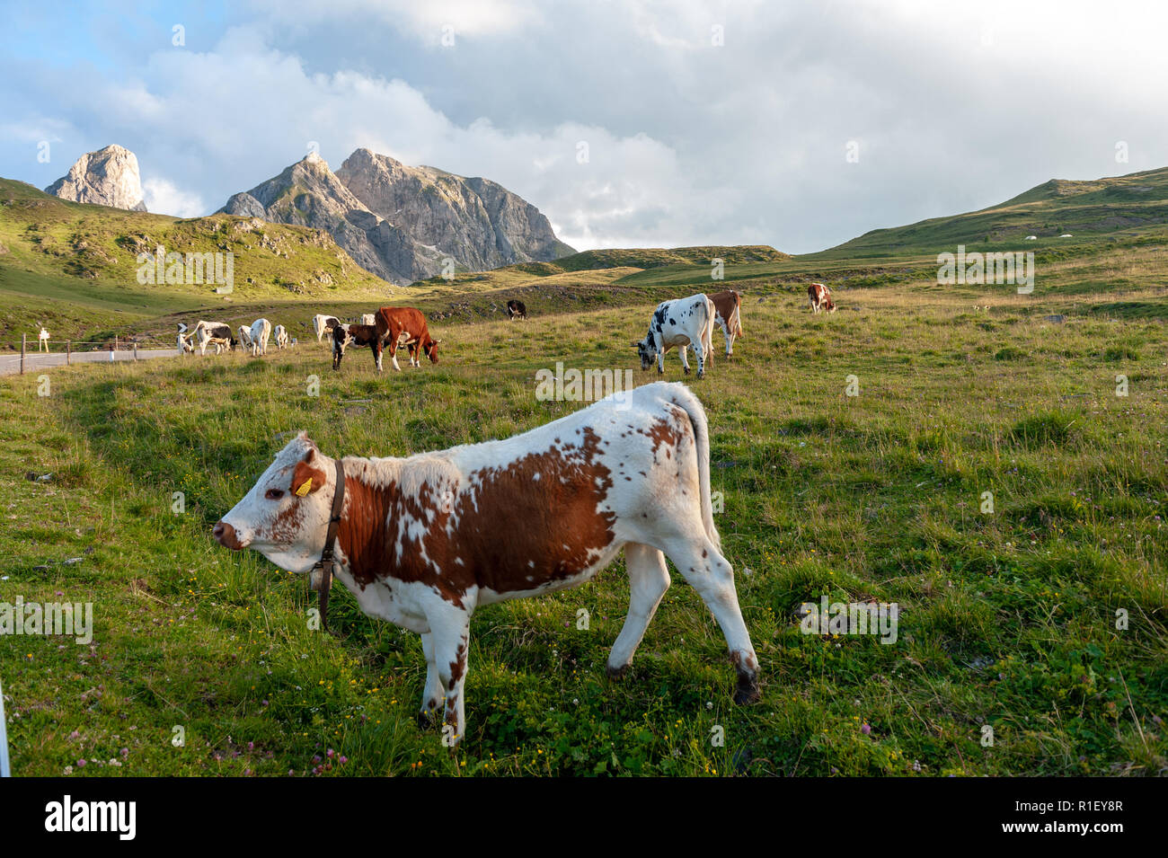 Witrik hi-res stock photography and images - Alamy