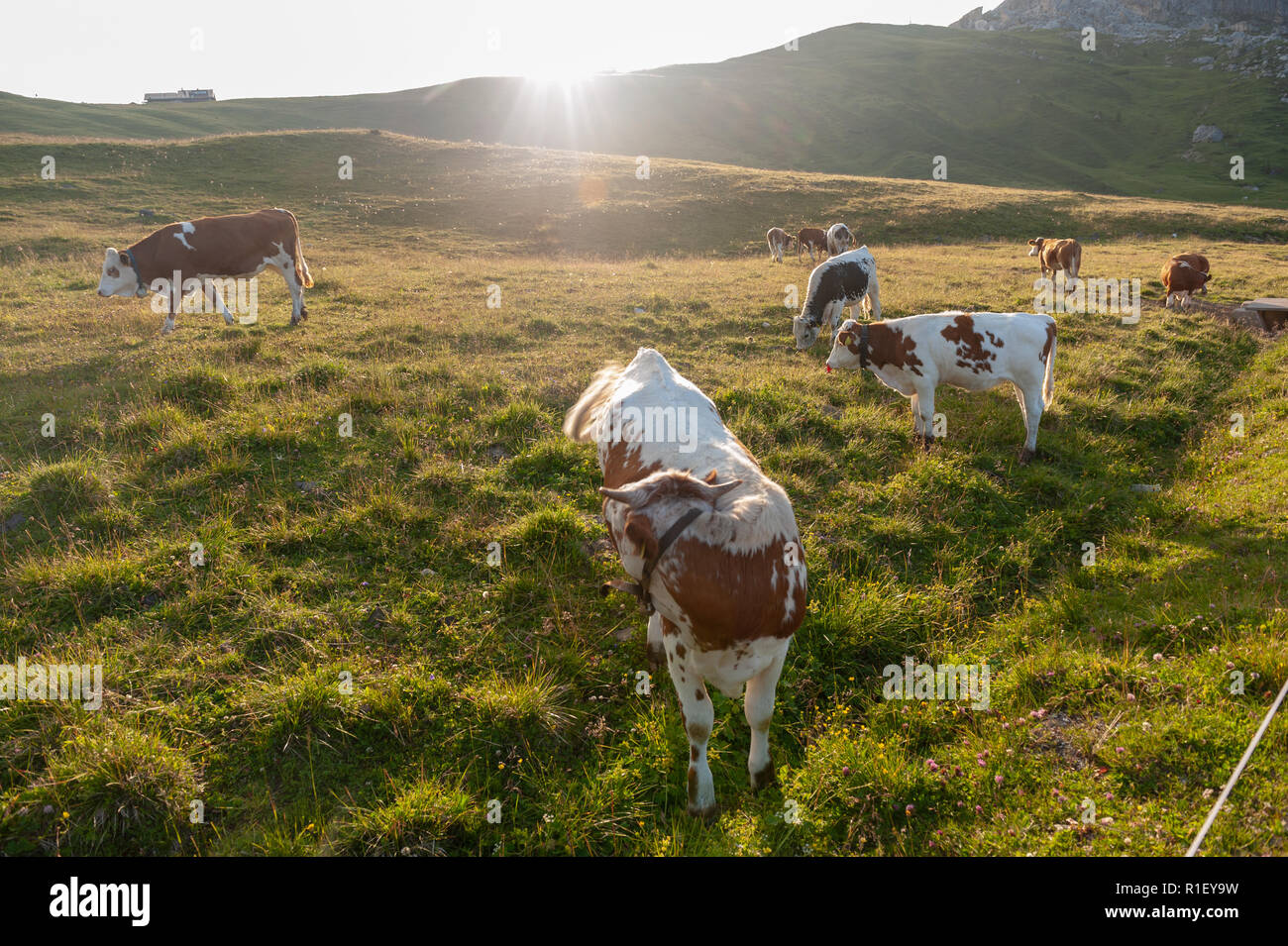Witrik cow in the Dolomites Stock Photo - Alamy