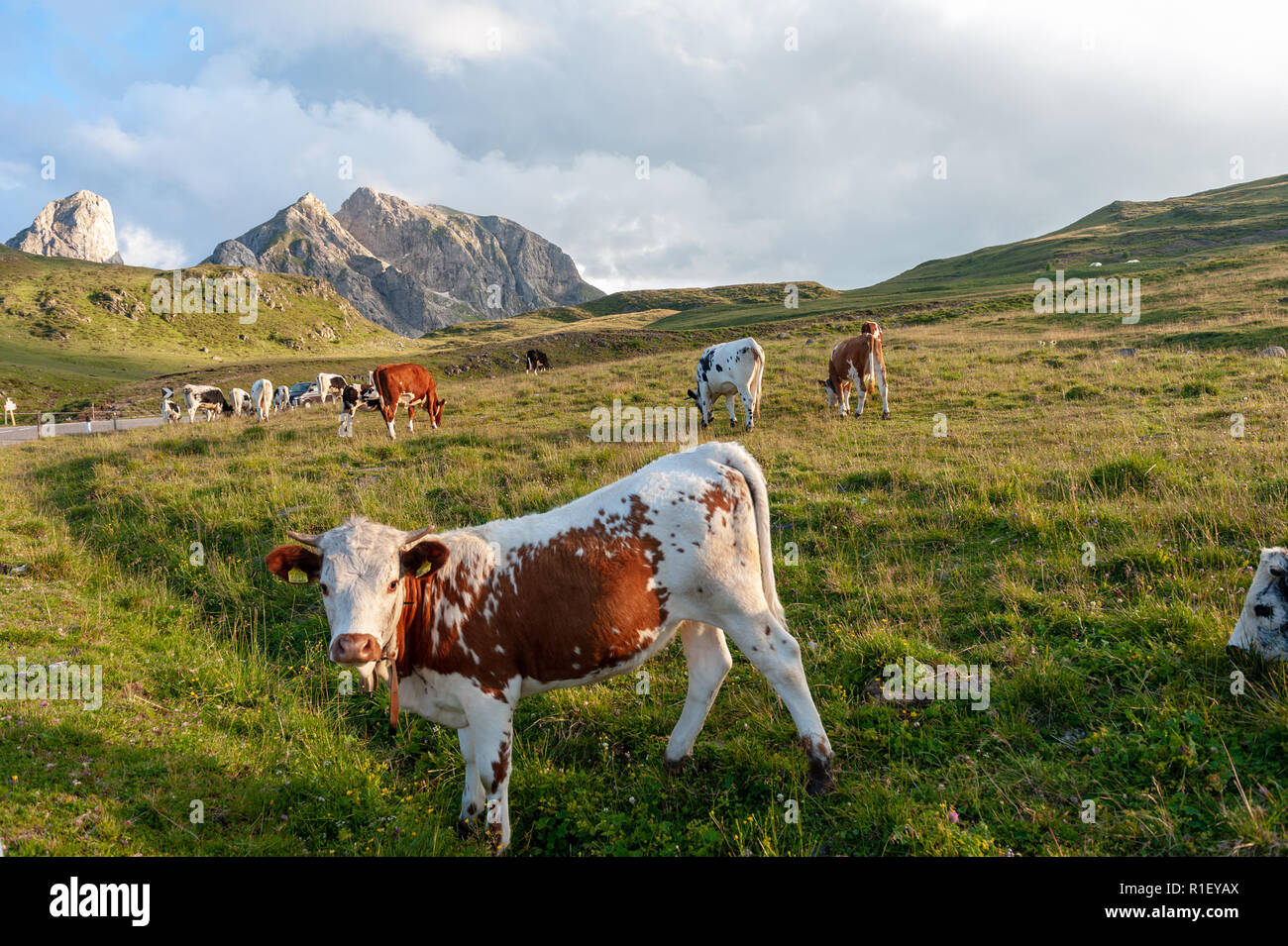 Witrik cow in the Dolomites Stock Photo - Alamy