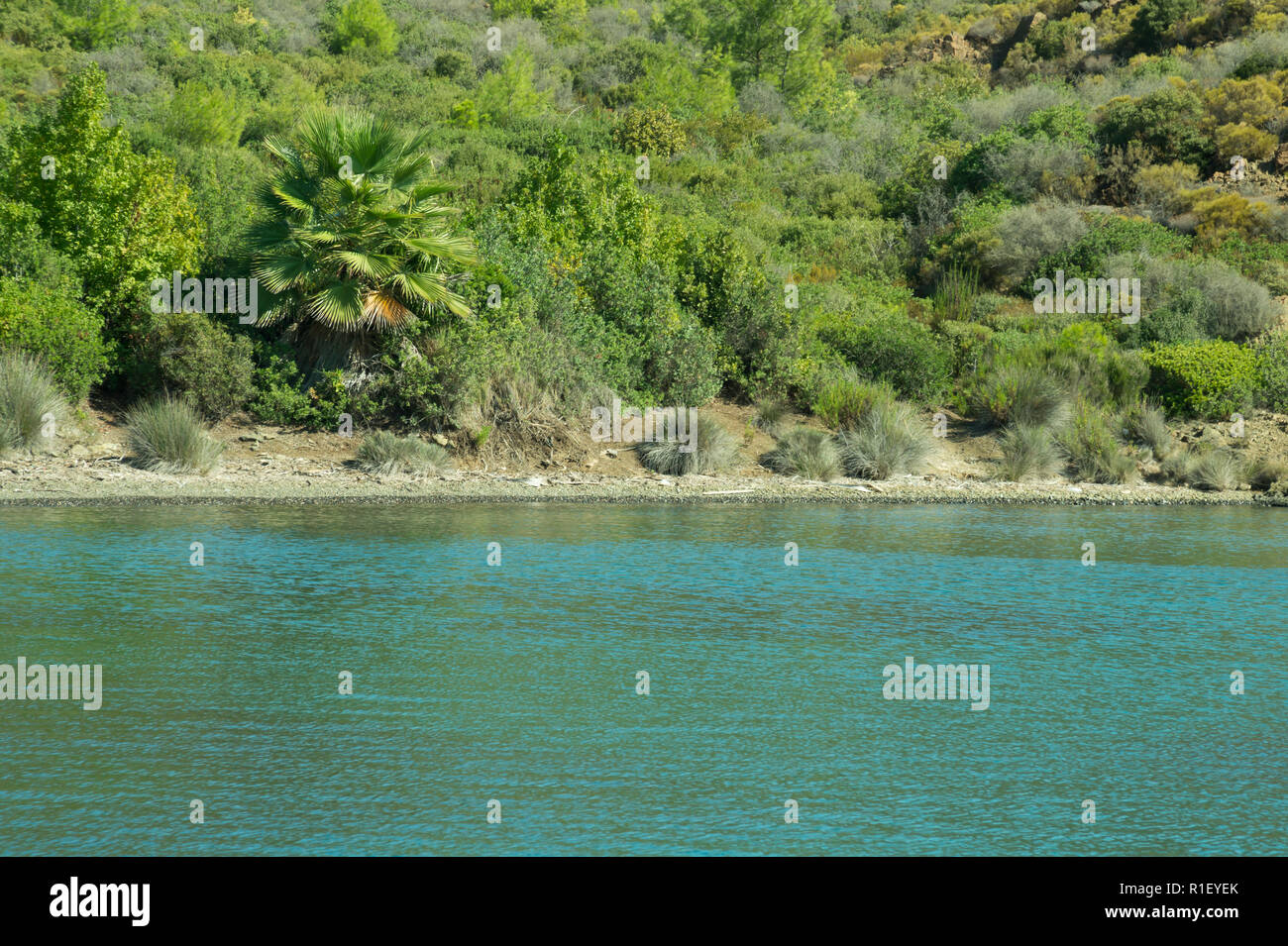 Coastline with the green forest background Stock Photo - Alamy