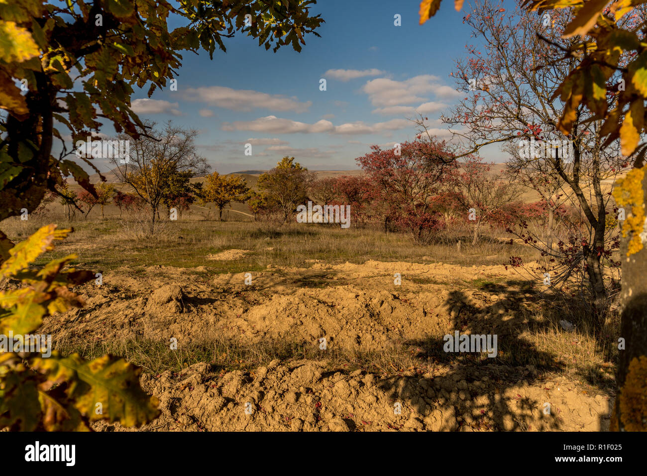 Tree border frame hi-res stock photography and images - Alamy