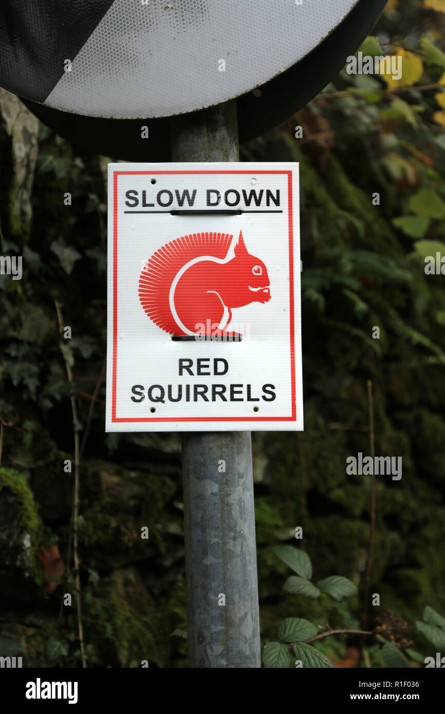 Slow red squirrels sign hi-res stock photography and images - Alamy
