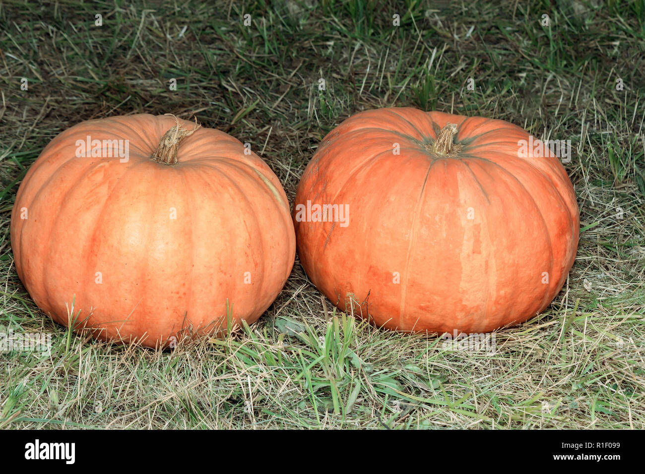 Big mature pumpkin on hi-res stock photography and images - Alamy