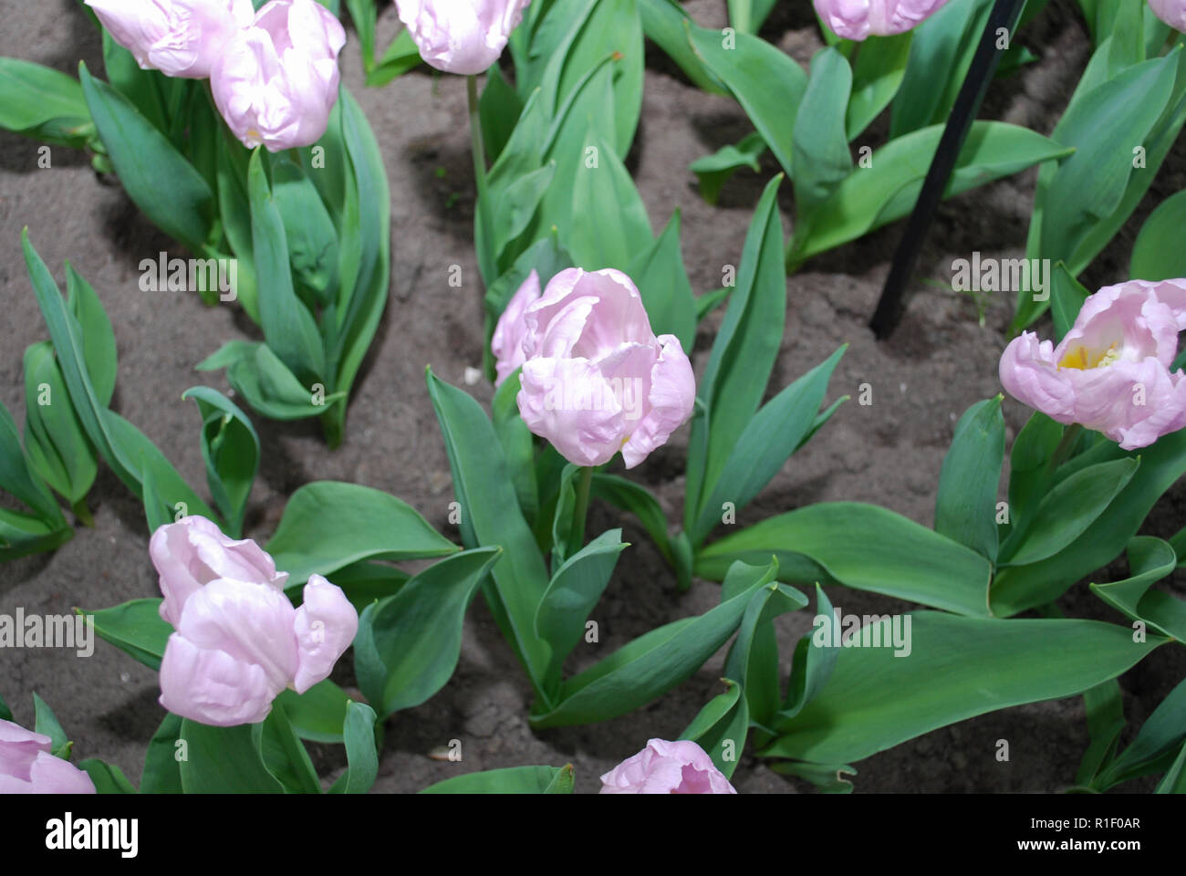 Tulips Candy Prince (Single Early Group) grown in flowerbed. Spring ...