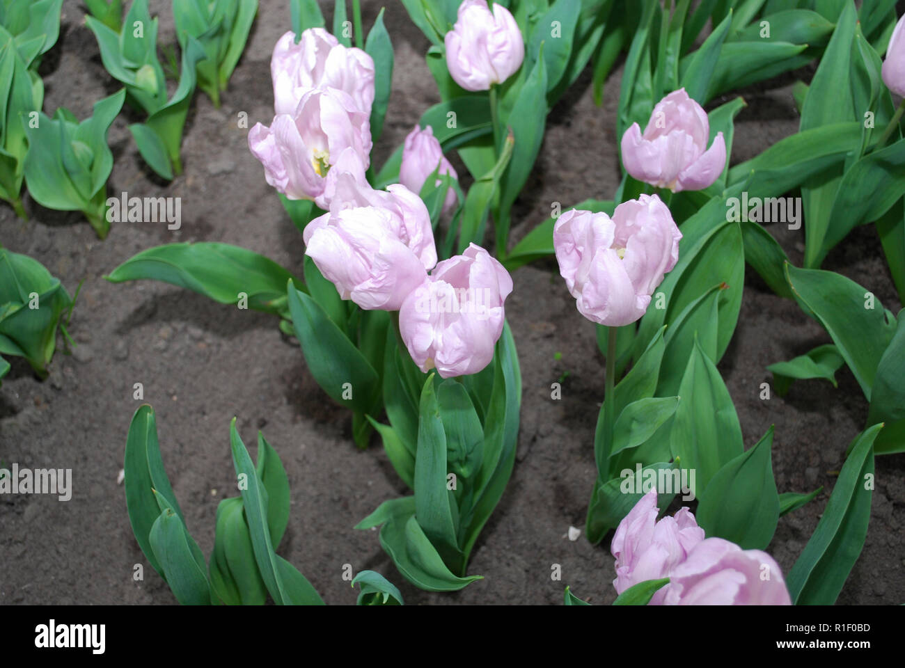 Tulips Candy Prince (Single Early Group) grown in flowerbed. Spring ...