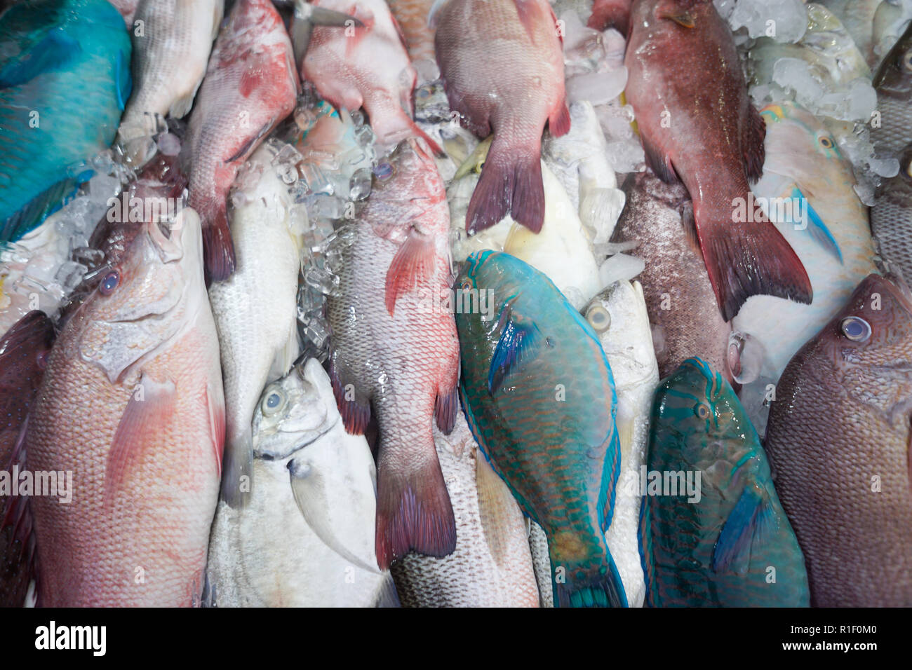 Fresh fishes in a market Stock Photo - Alamy