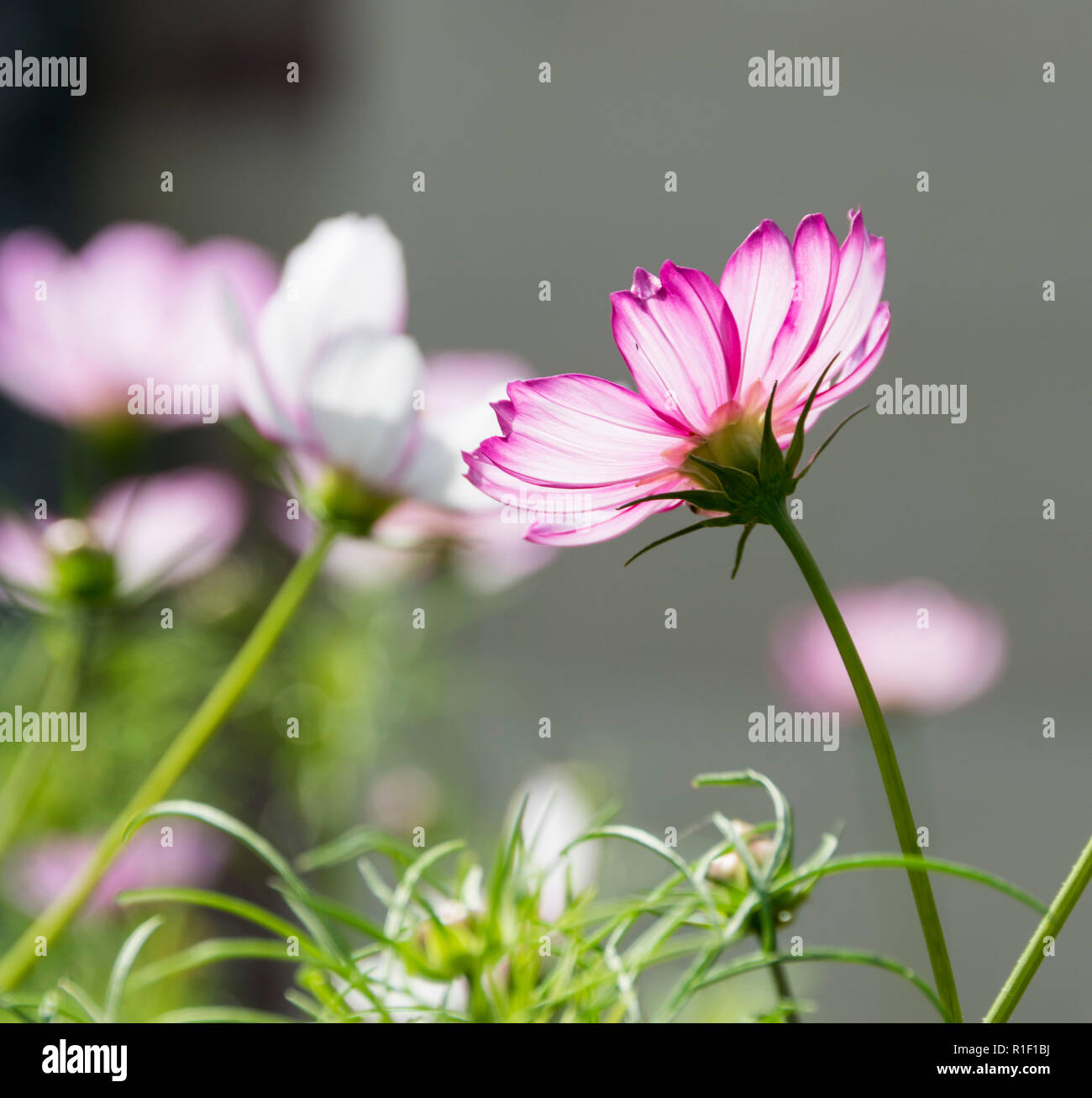 Cosmos in a flower border Stock Photo - Alamy