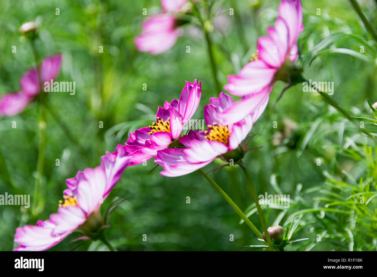 Cosmos in a flower border Stock Photo - Alamy