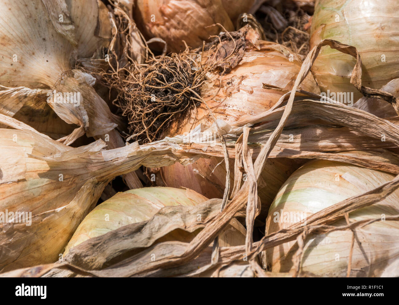 Onions drying after harvest Stock Photo - Alamy