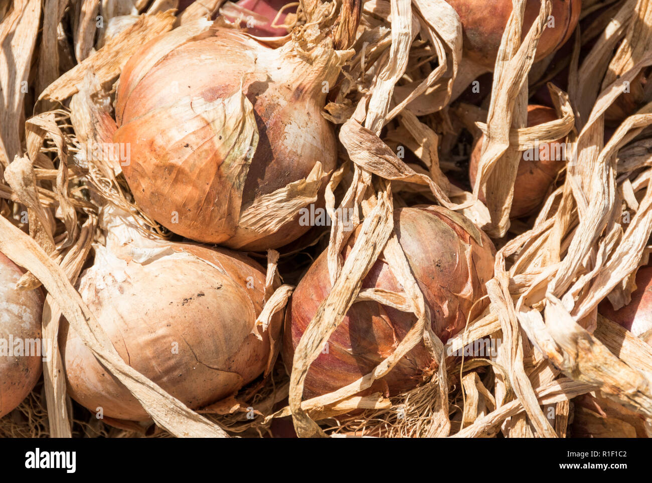 Onions drying after harvest Stock Photo - Alamy