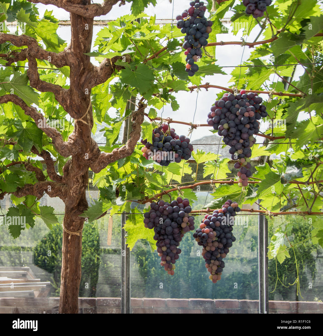 Grapes Growing On A Vine