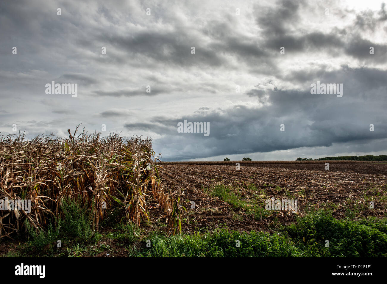 Corn Fields on an autumn morning Stock Photo - Alamy