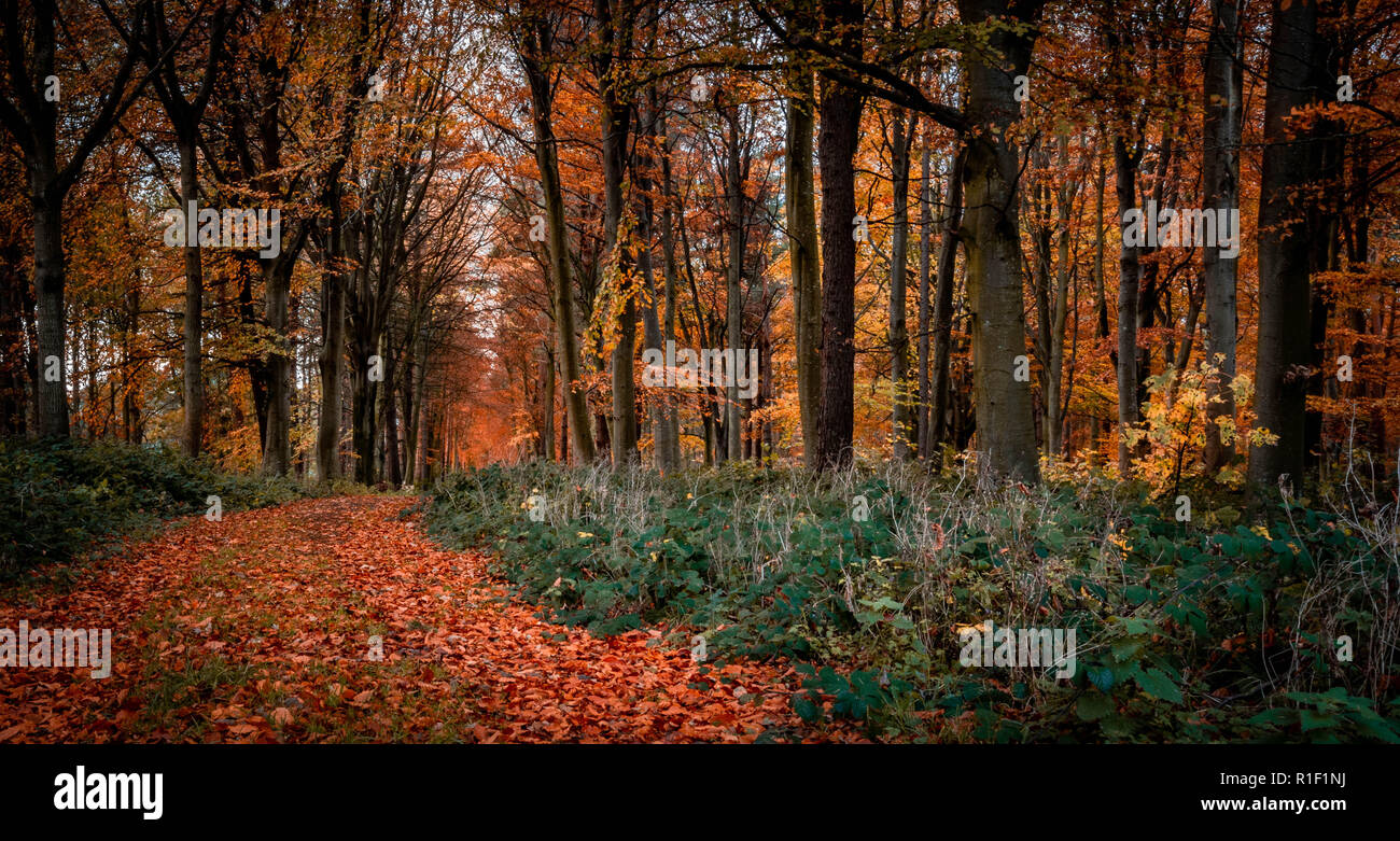 Autumn colours in the forest Stock Photo - Alamy