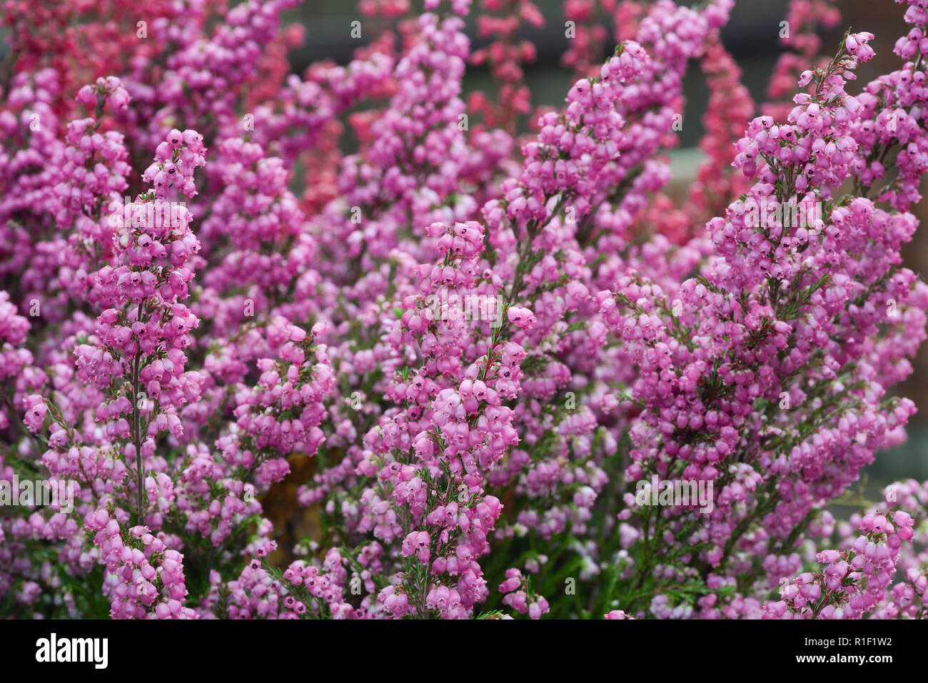 purple heather flowers macro selective focus Stock Photo - Alamy