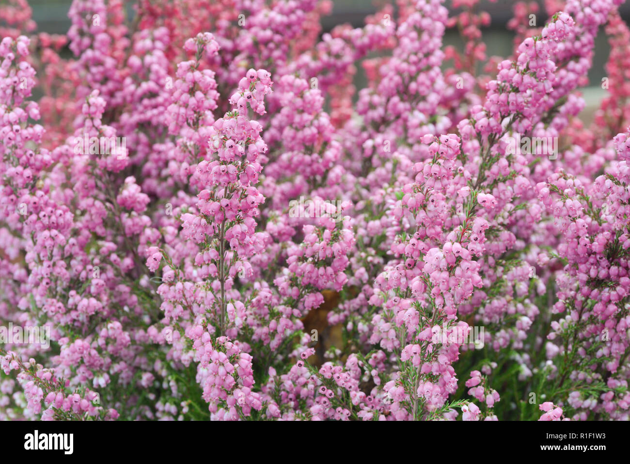 Purple heather flowers hi-res stock photography and images - Alamy