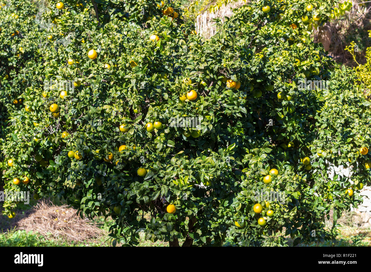 Citrus Sinensis, Orange Tree bearing fruit, Spain Stock Photo - Alamy