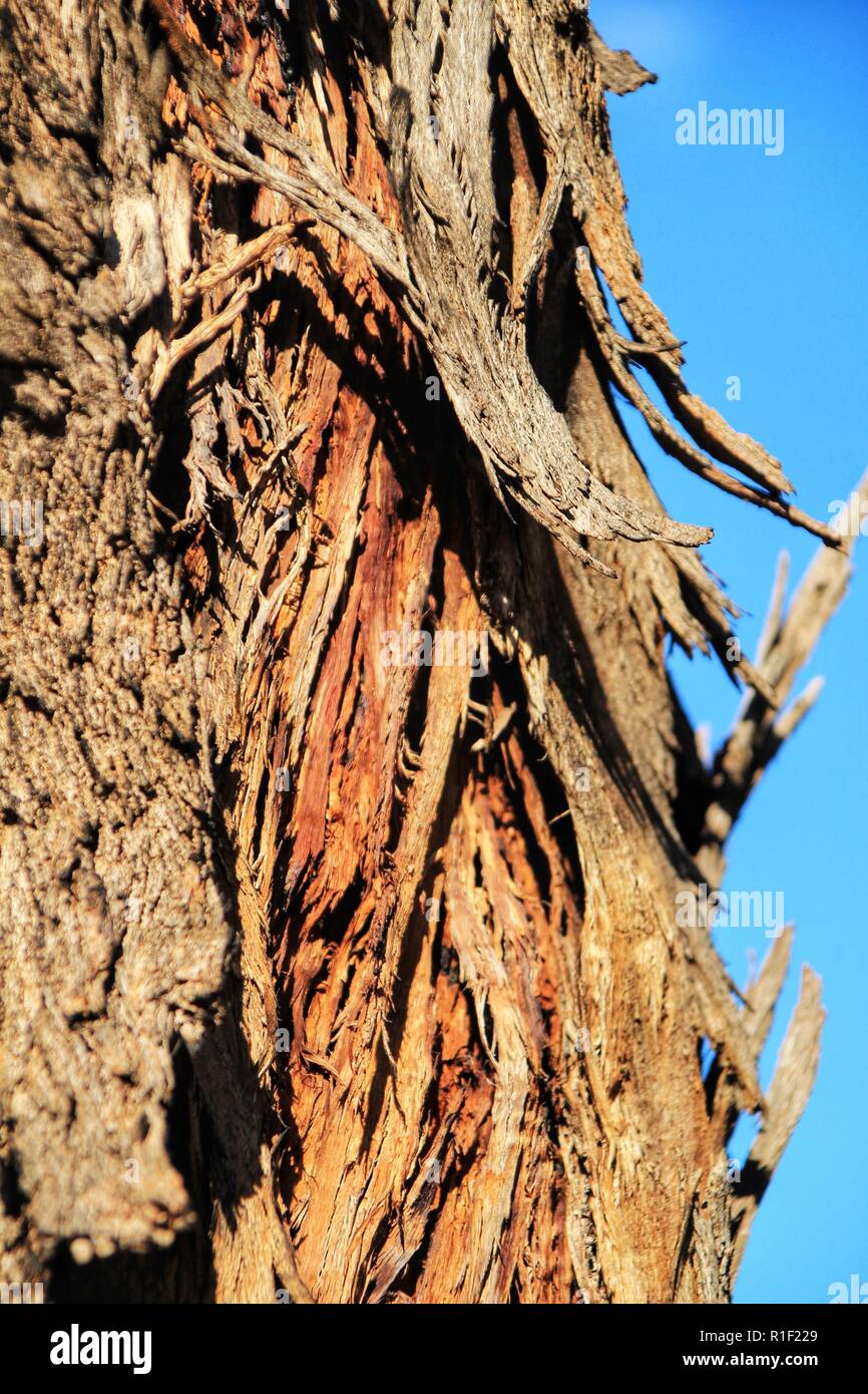 Damaged and diseased bark of eucalyptus tree texture in the mountain ...