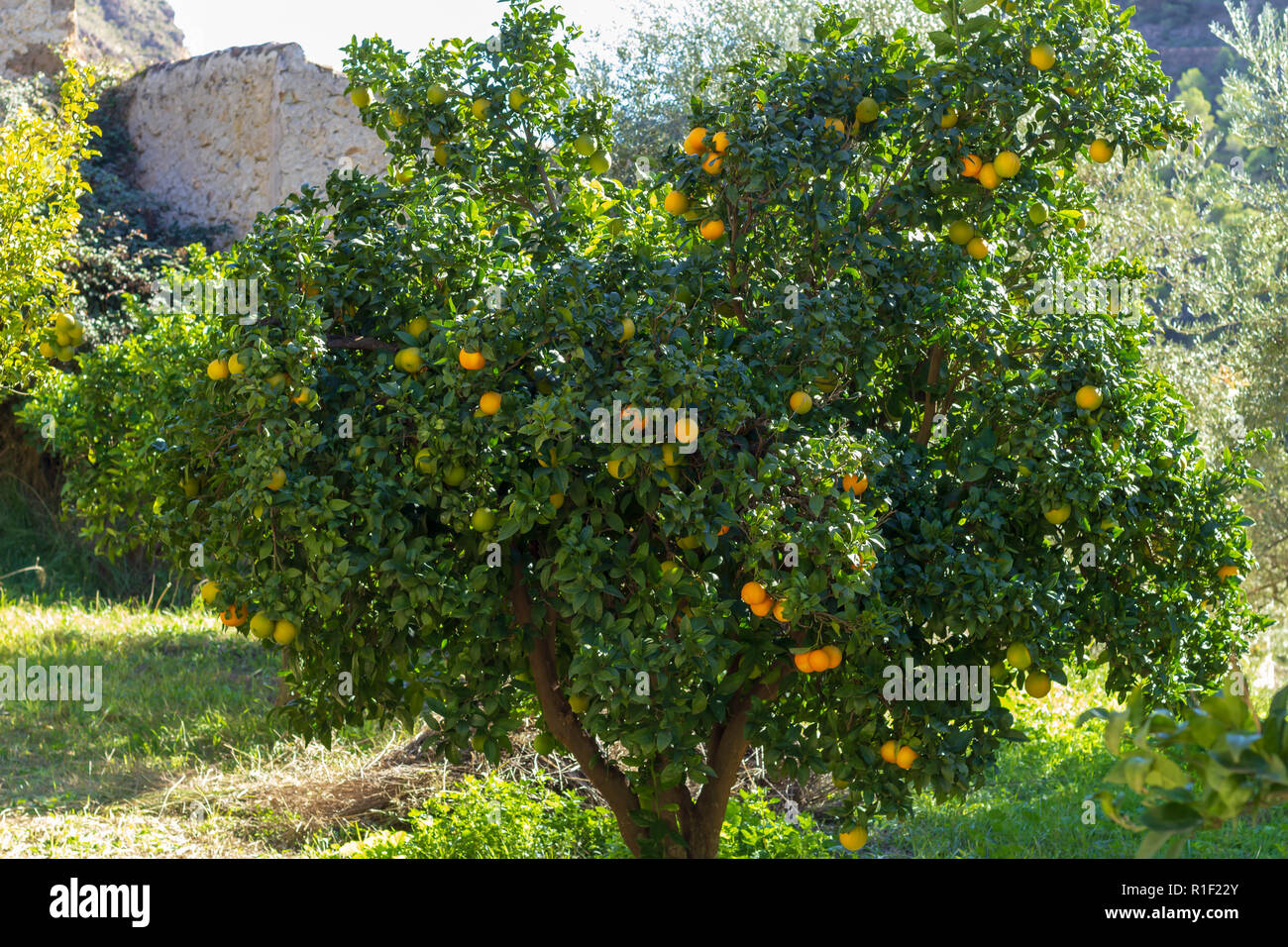 Citrus Sinensis, Orange Tree bearing fruit, Spain Stock Photo - Alamy