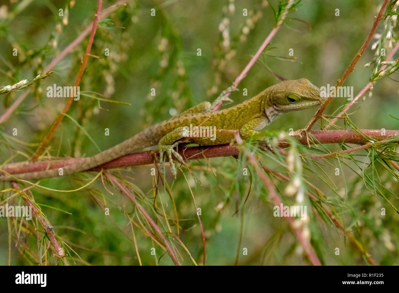 a Carolina anole blends in with the bushes at Yates Mill County Park in ...