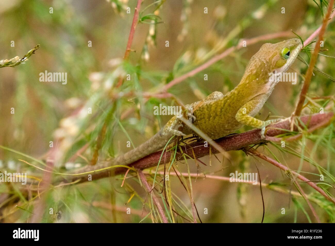 Animal blends with background hi-res stock photography and images - Alamy