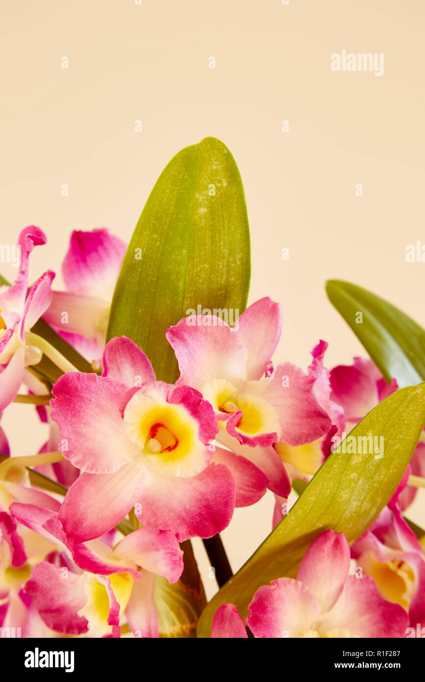 Pink dendrobium hi-res stock photography and images - Alamy