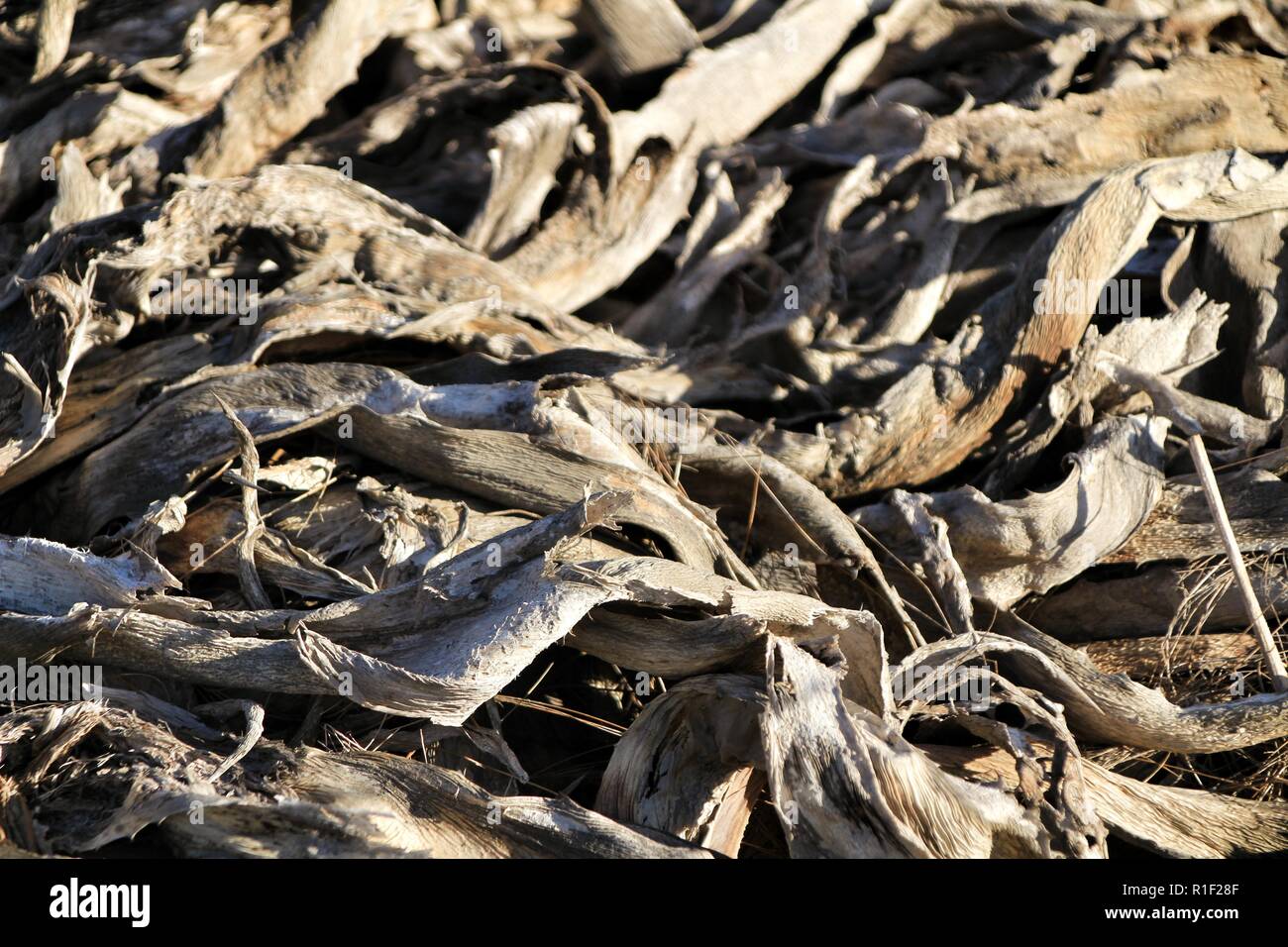Dead aloe leaves hi-res stock photography and images - Alamy
