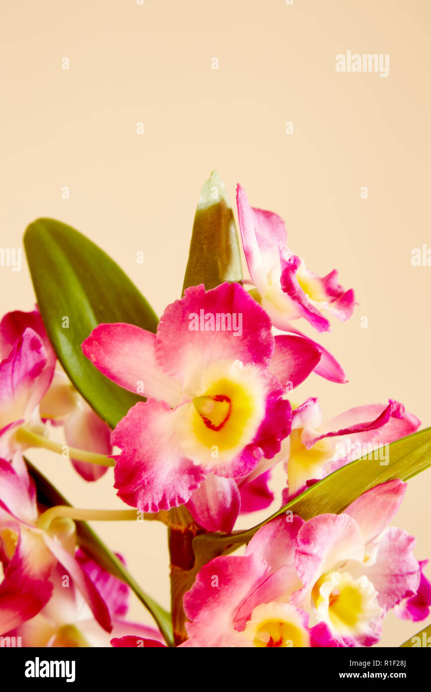 Pink dendrobium hi-res stock photography and images - Alamy