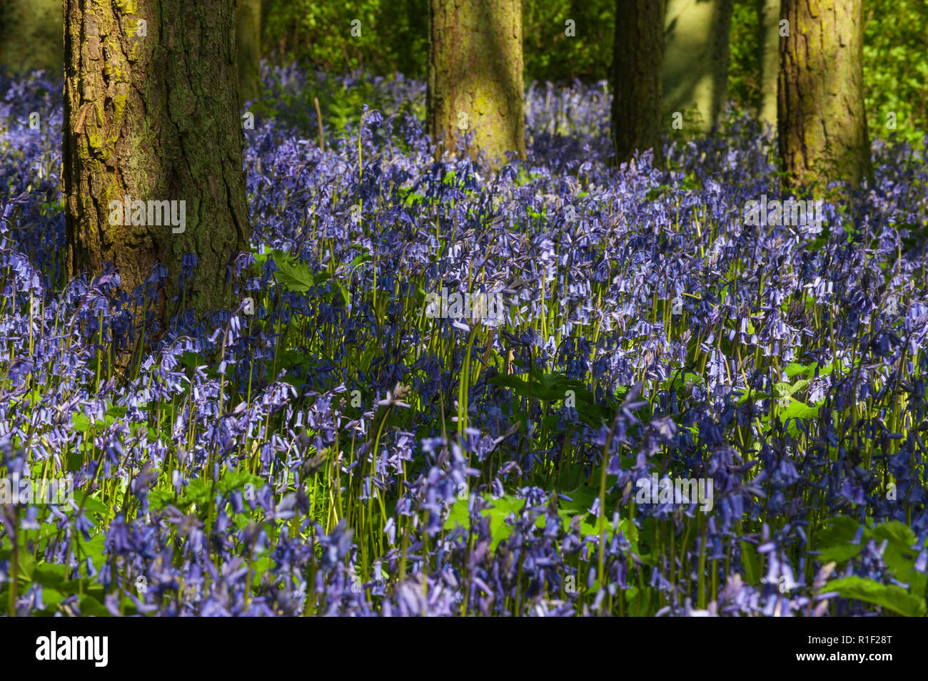 Bluebells growing in a Beech wood in Angus, Scotland Stock Photo - Alamy