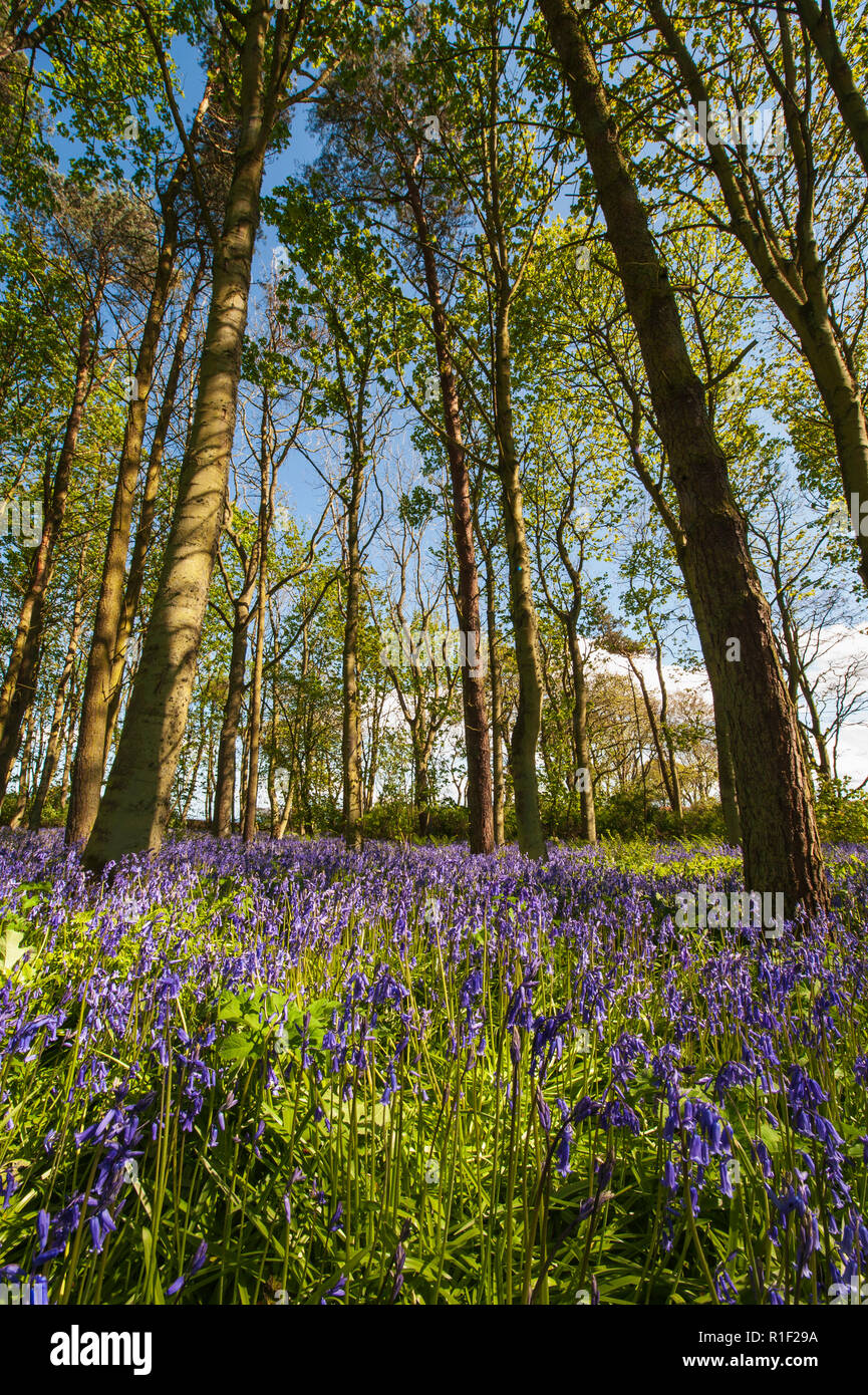 Bluebells growing in a Beech wood in Angus, Scotland Stock Photo - Alamy