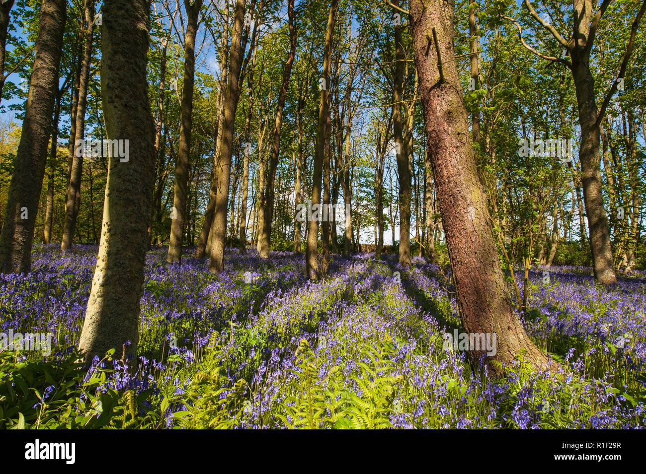 Bluebells growing in a Beech wood in Angus, Scotland Stock Photo - Alamy