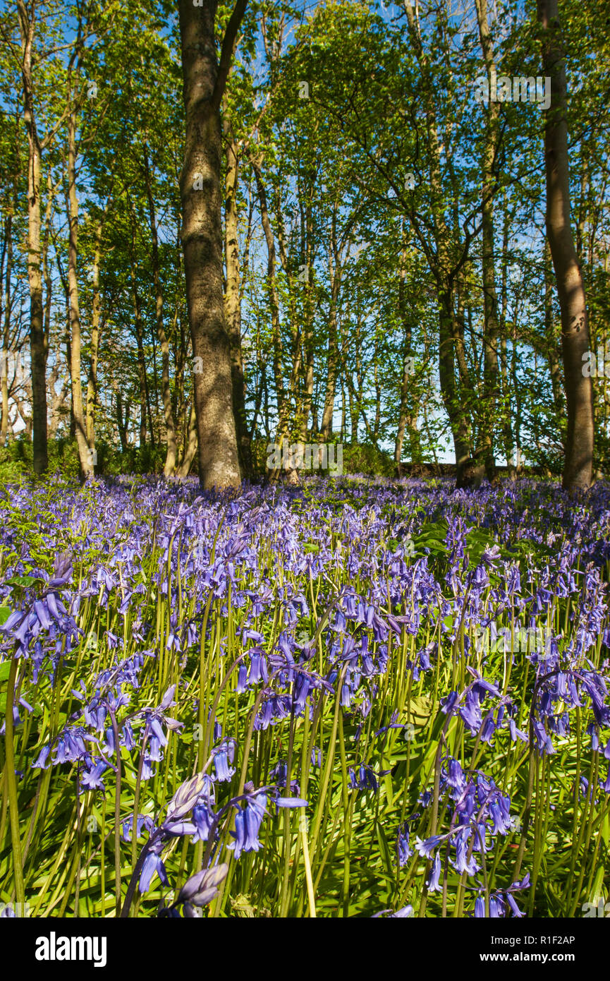 Bluebells growing in a Beech wood in Angus, Scotland Stock Photo - Alamy