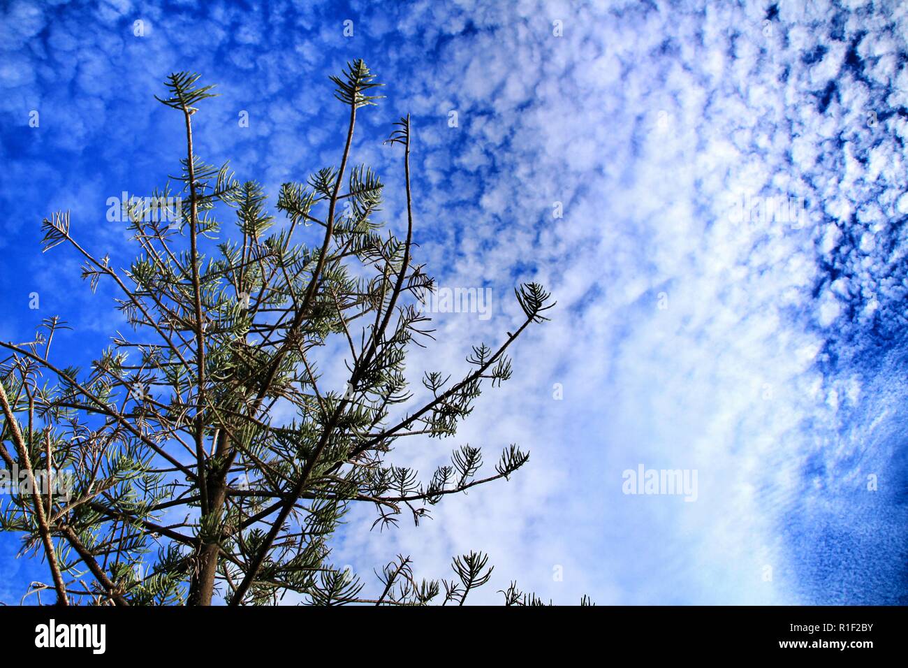 Autocumulus hi-res stock photography and images - Alamy