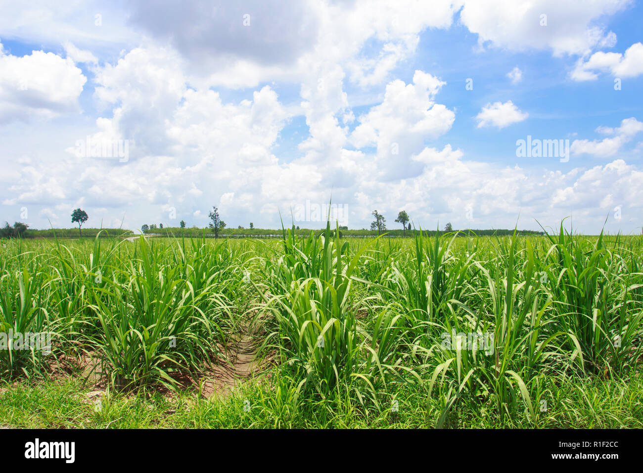 Sugarcane field hi-res stock photography and images - Alamy
