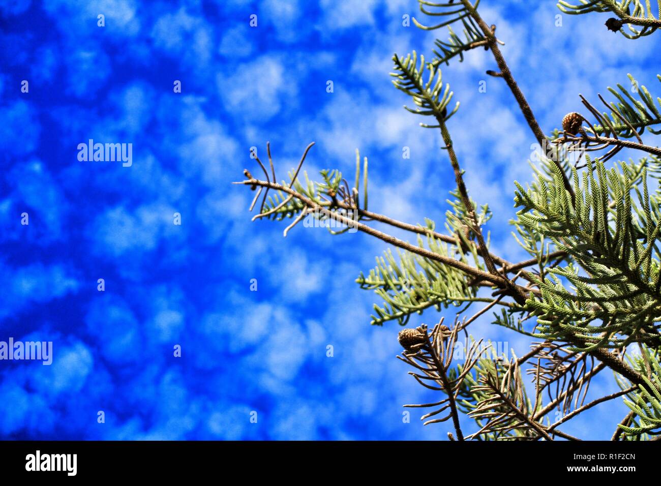 Autocumulus hi-res stock photography and images - Alamy