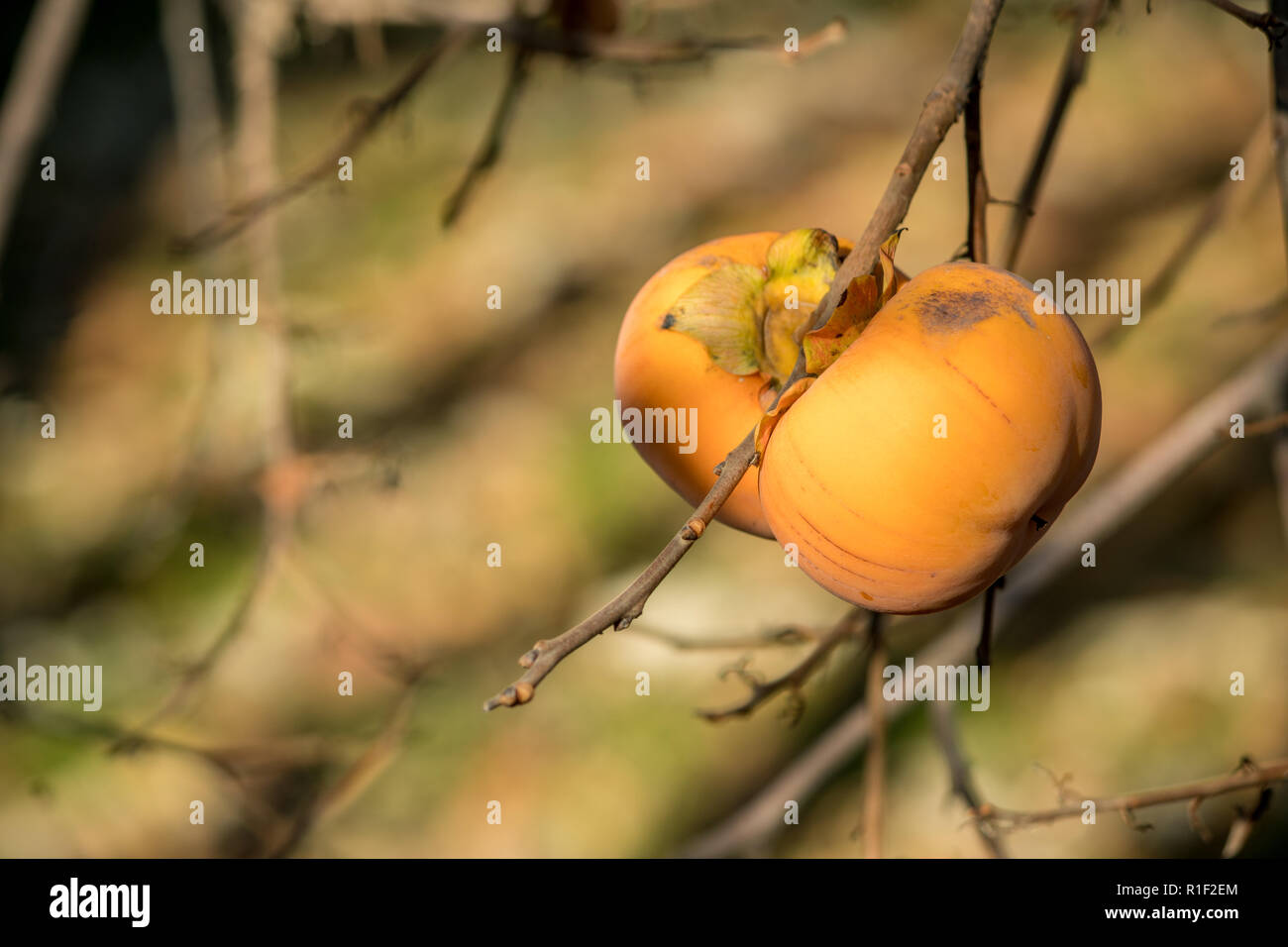 Persimmon tree winter hi-res stock photography and images - Alamy