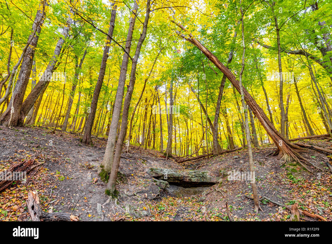 Trees turning yellow hi-res stock photography and images - Alamy
