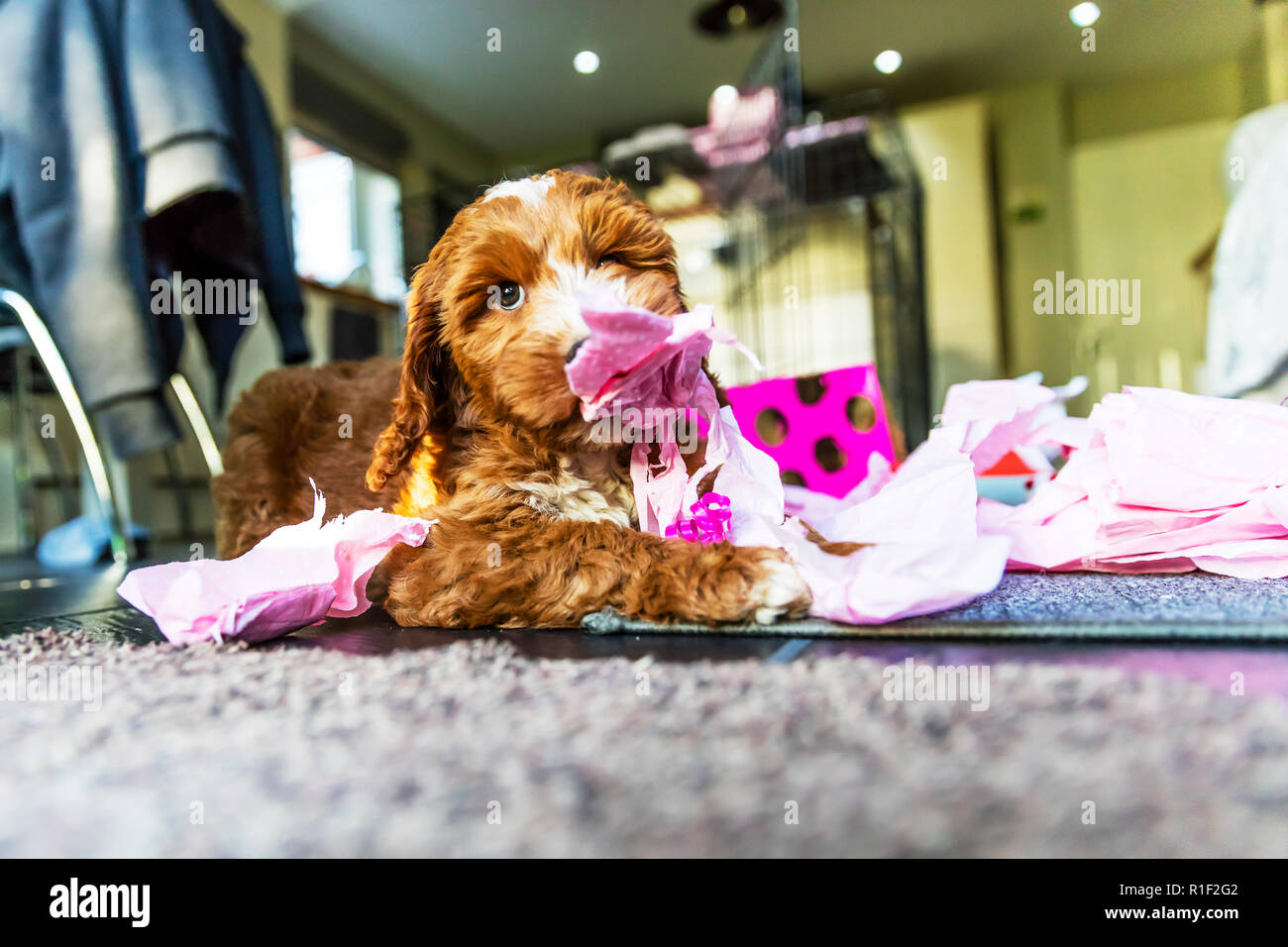 Poodle cross cocker spaniel hi-res stock photography and images - Alamy