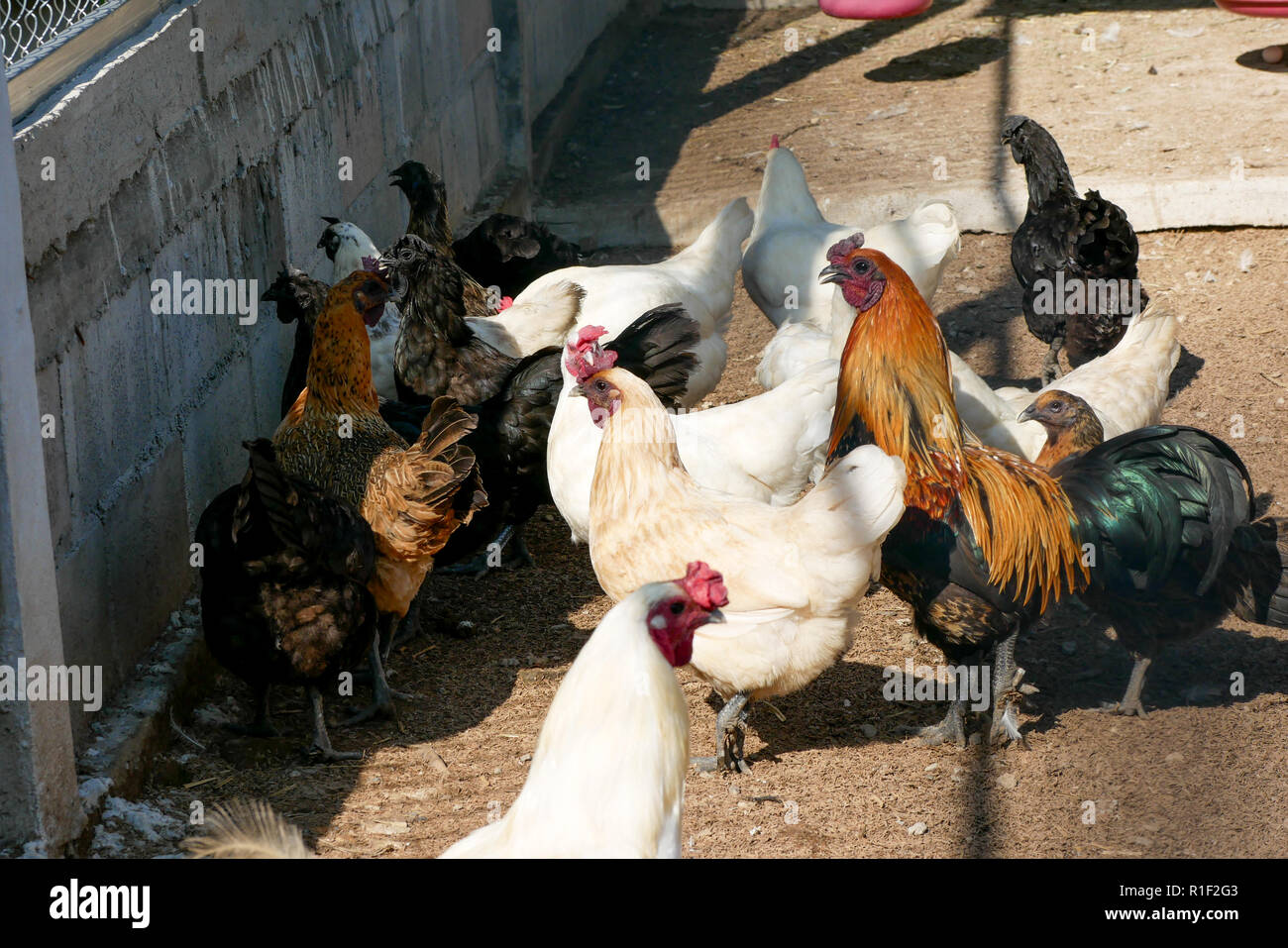 Featherless chicken hi-res stock photography and images - Alamy