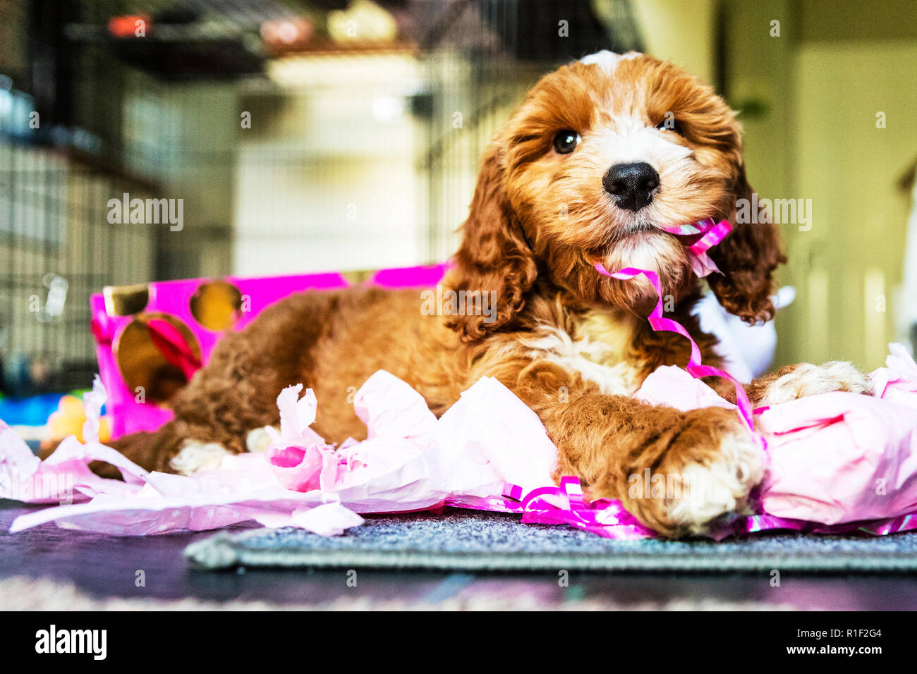 Cockapoo puppy, Cocker spaniel cross Poodle puppy, Cockapoo puppies ...