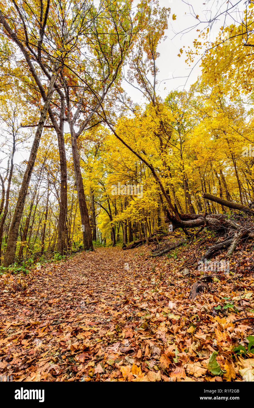 A forest trail in Matthiesen State Park in the fall with the foliage ...