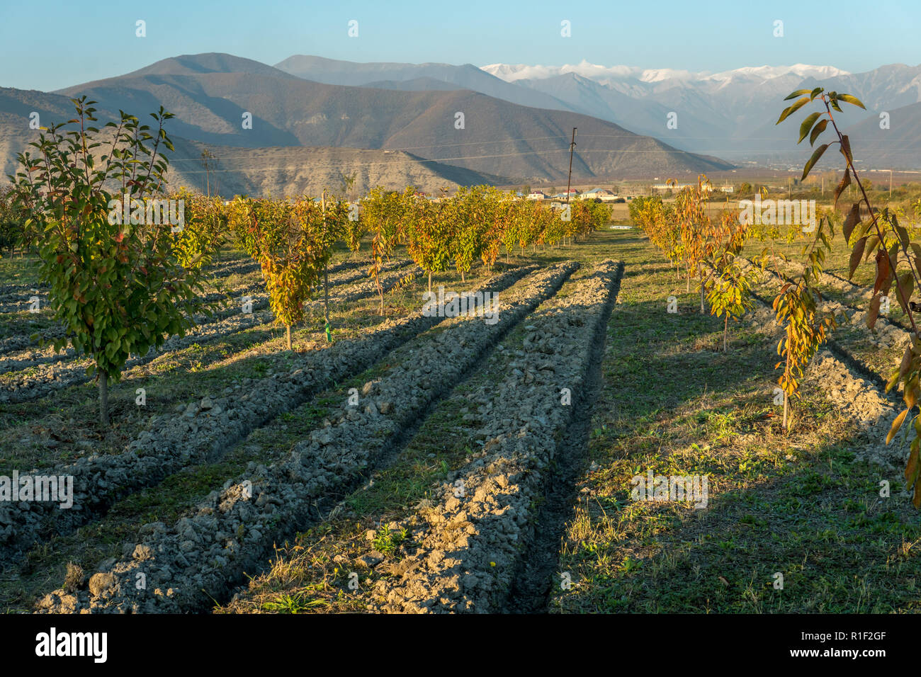 Orchard or different fruit trees with tree rows Stock Photo - Alamy
