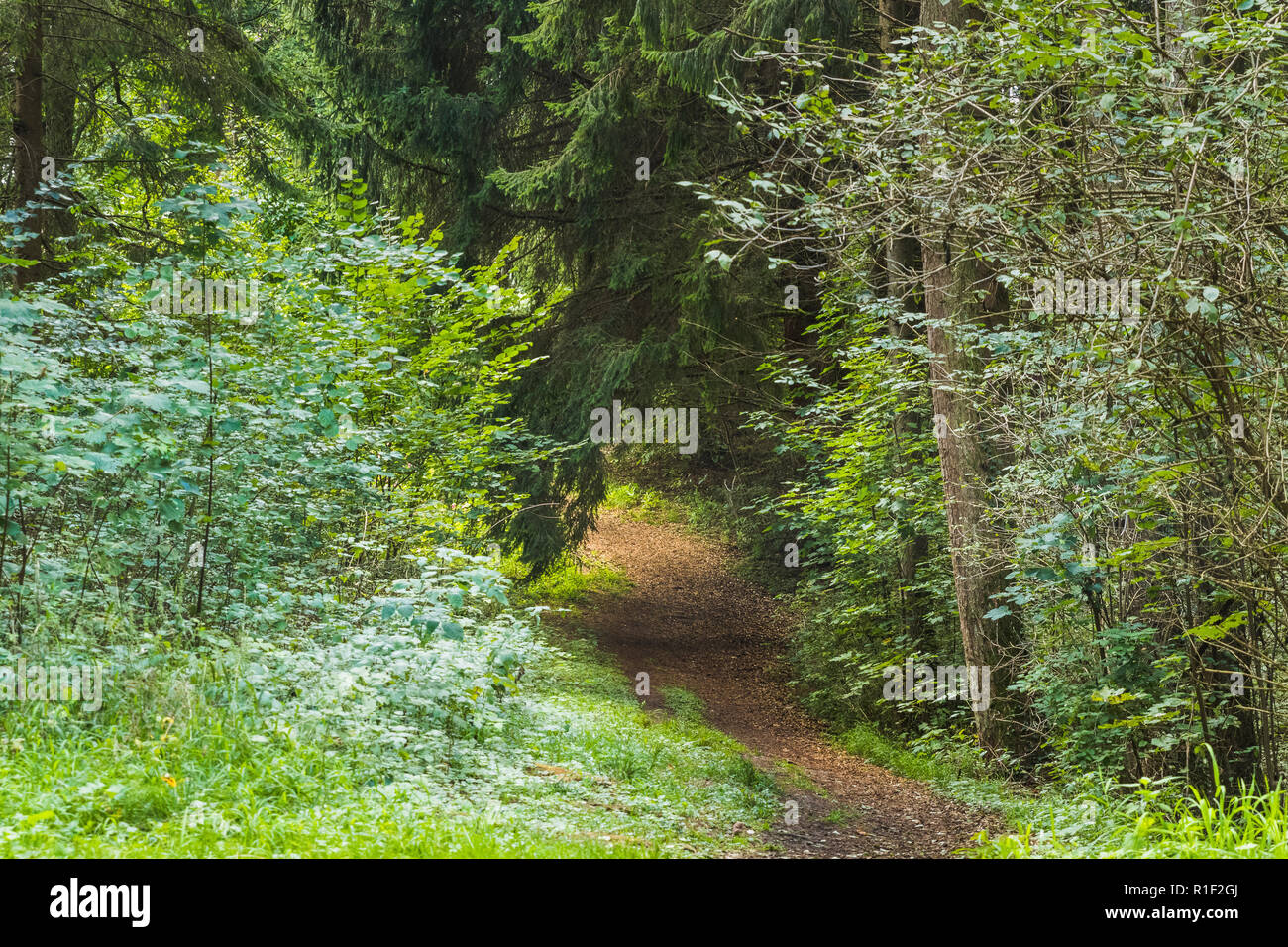 View of trees from inside a forest Stock Photo - Alamy