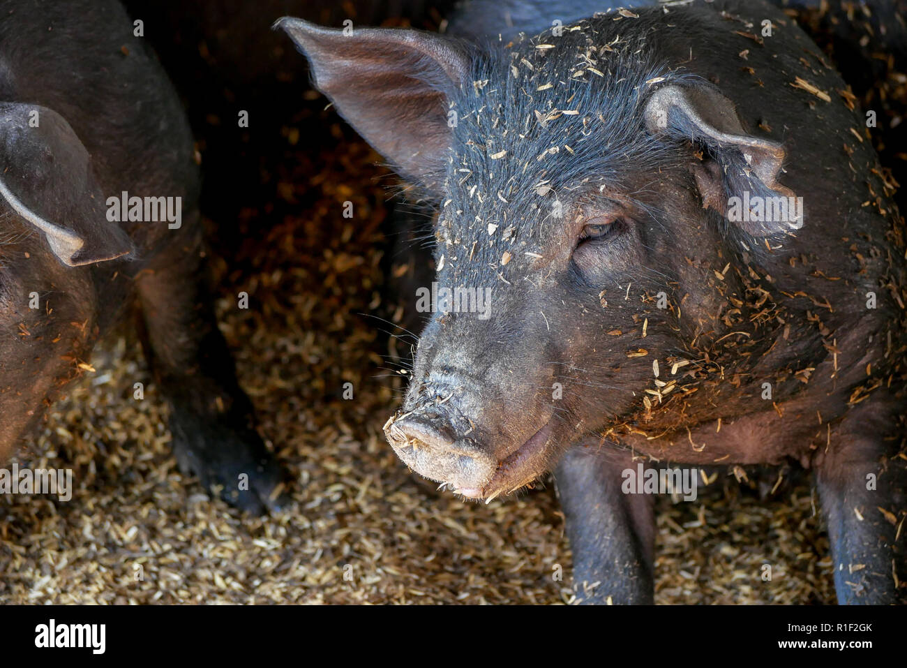Breeding dutch pigs hi-res stock photography and images - Alamy