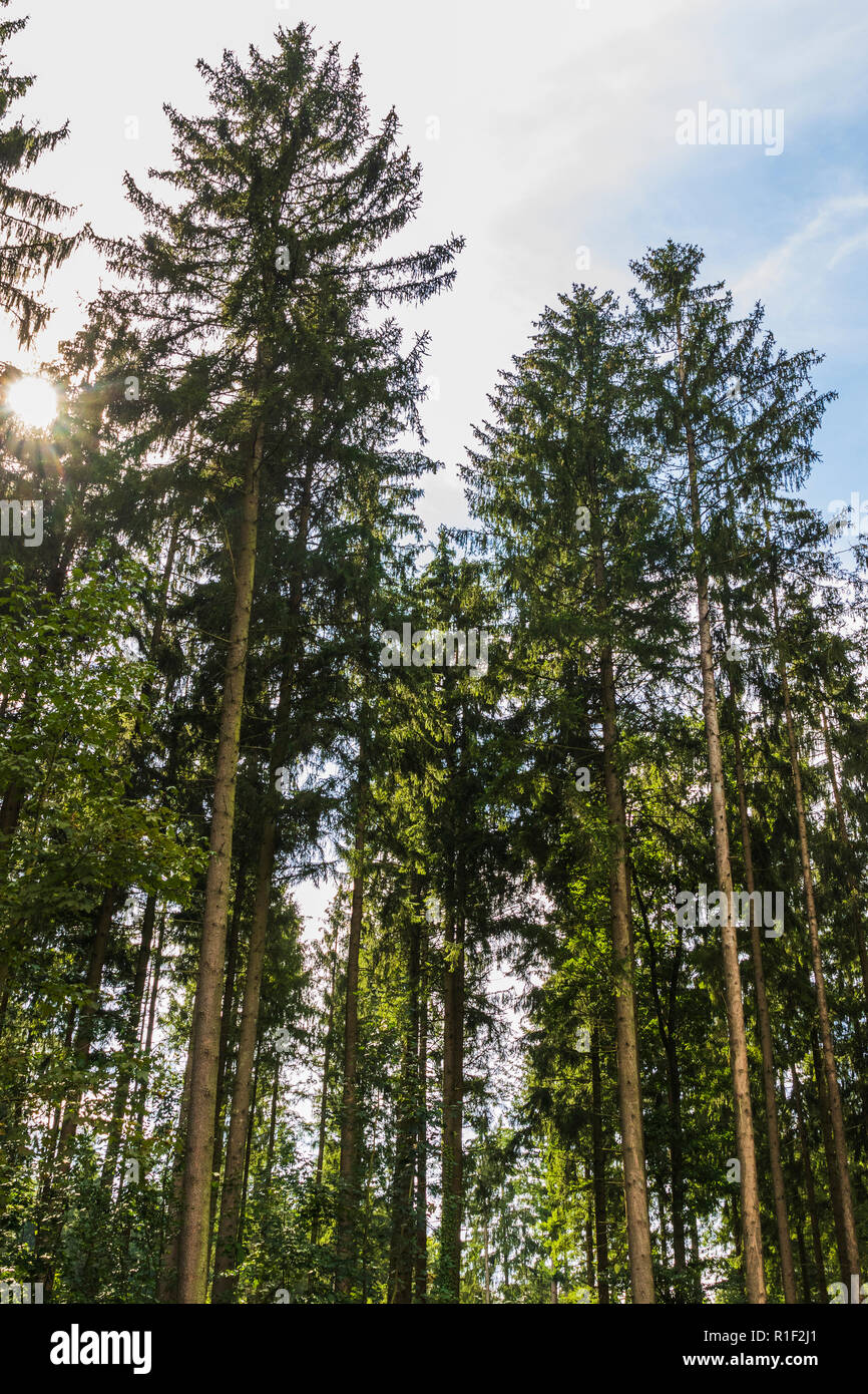 View of trees from inside a forest Stock Photo - Alamy