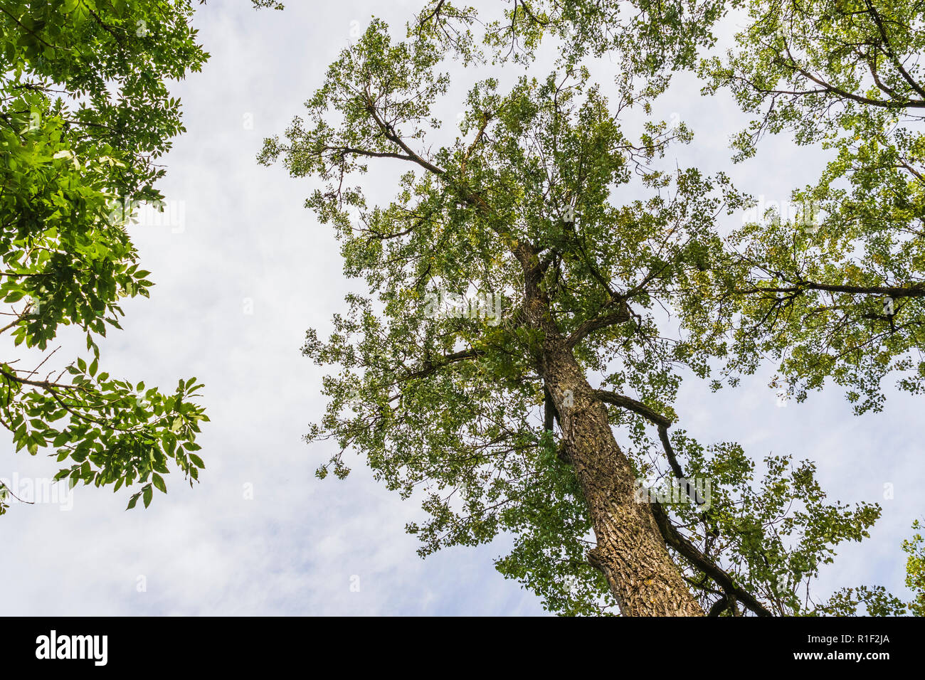 View of trees from inside a forest Stock Photo - Alamy