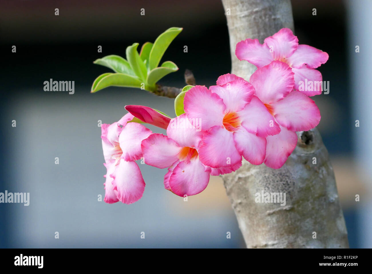 Pink rose Adenium, Desert Rose, flower blossom in the garden Stock ...