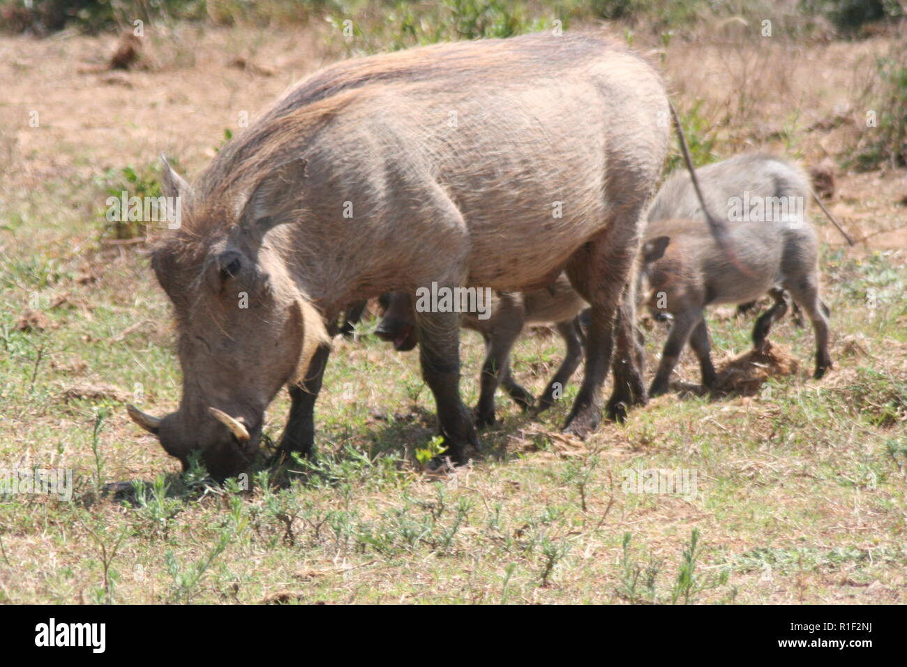 Warthog, family, babies, mother, Phacochoerus africanus Stock Photo - Alamy
