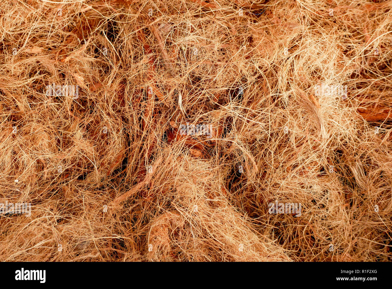 Twisted coconut palm hi-res stock photography and images - Alamy